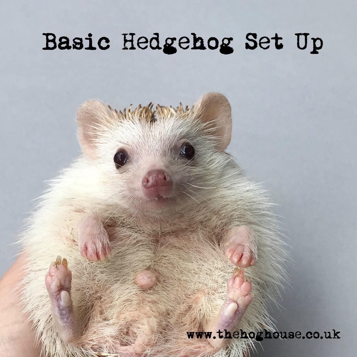 Basic Hedgehog Set Up – The Hoghouse